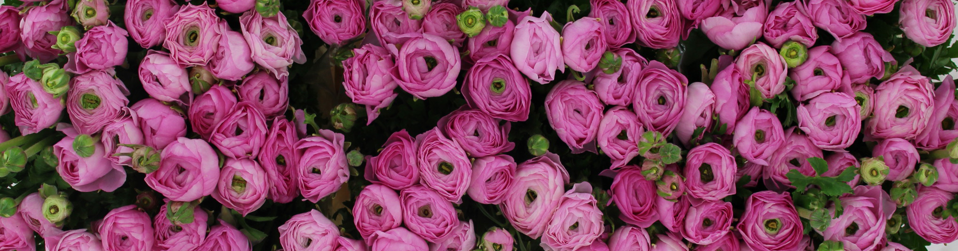 Acheter chez Musketier - Musketier Fleurs