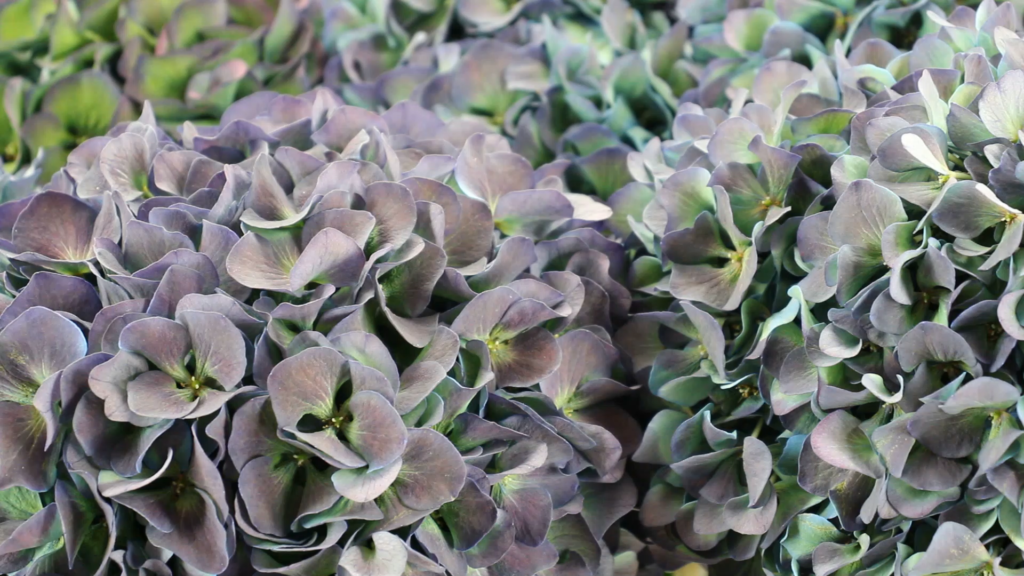 Accueil - Musketier Fleurs